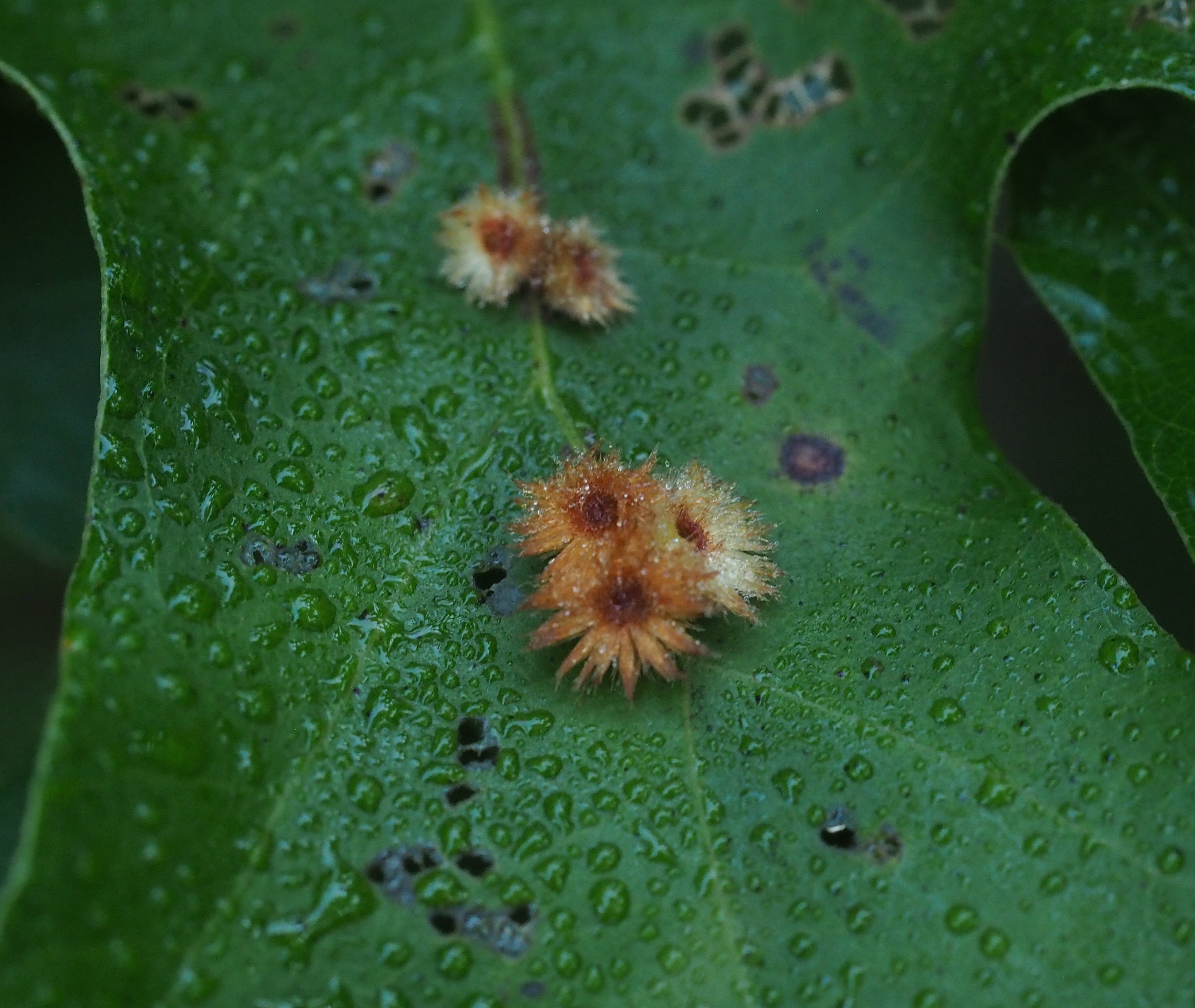 About Callirhytis furva - Maryland Biodiversity Project
